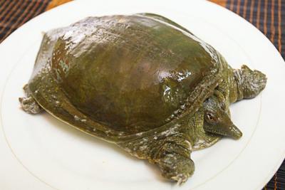 Bán Ba Ba Sống Giá Sỉ Giao Tận Nơi TPHCM